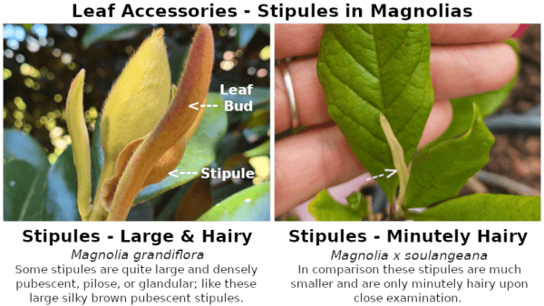 16 Different Types of Magnolia Trees & Identifying Features
