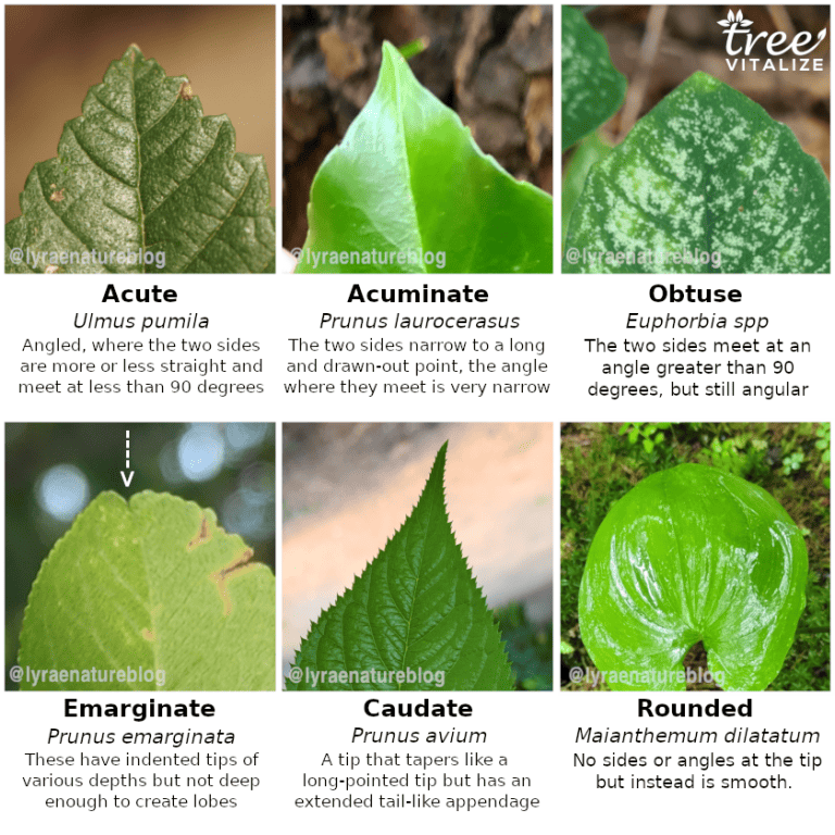 16 Different Types Of Cherry Trees And Identifying Features