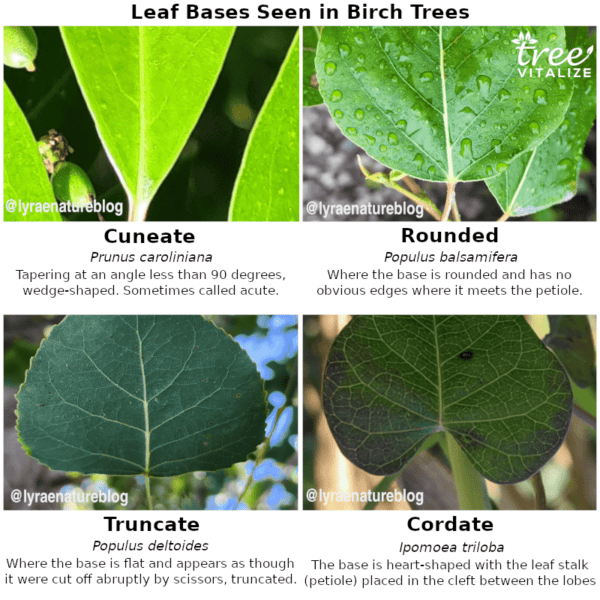 17 Different Types of Birch Trees & Identifying Features