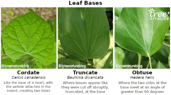 18 Different Types of Redbud Trees & Identifying Features
