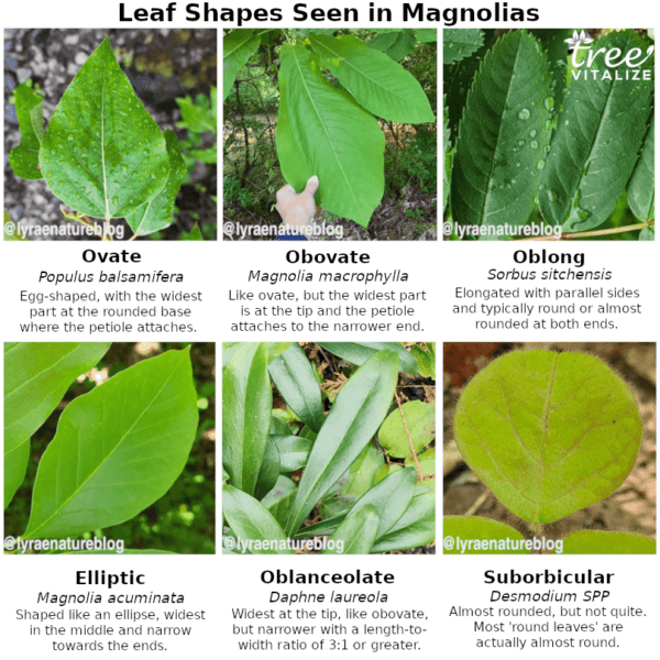 16 Different Types of Magnolia Trees & Identifying Features
