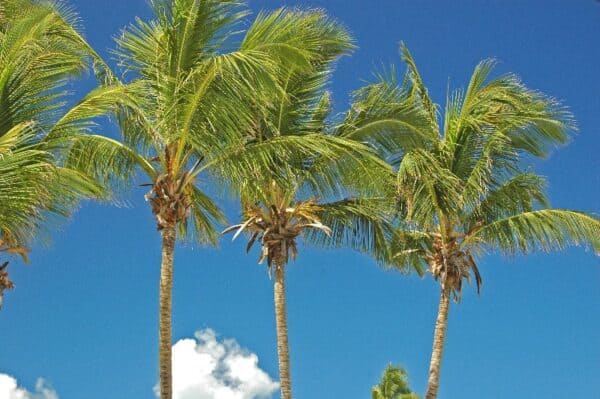 13 Different Types of Coconut Trees & Identifying Features