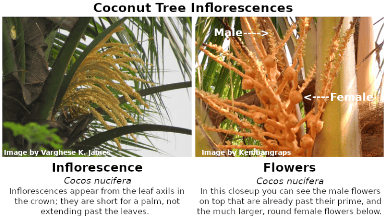 13 Different Types of Coconut Trees & Identifying Features