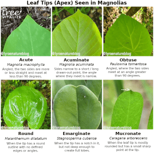 16 Different Types of Magnolia Trees & Identifying Features