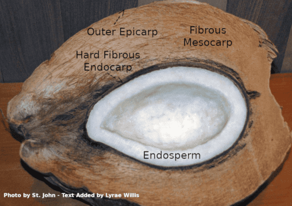 13 Different Types of Coconut Trees & Identifying Features