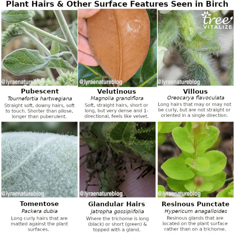 17 Different Types of Birch Trees & Identifying Features