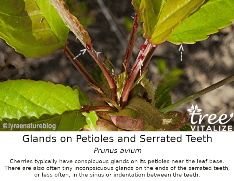 16 Different Types of Cherry Trees & Identifying Features