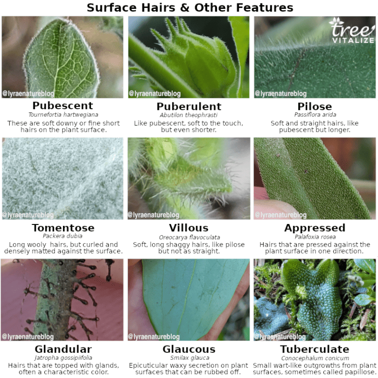 16 Different Types of Magnolia Trees & Identifying Features