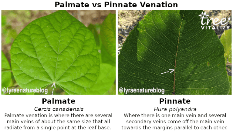 18 Different Types of Redbud Trees & Identifying Features