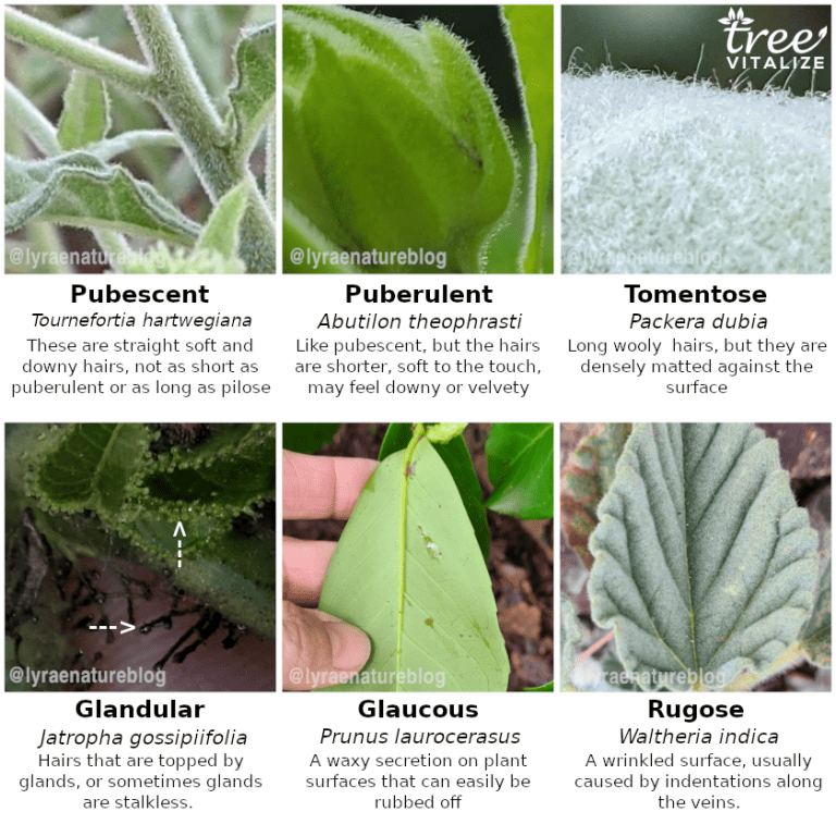 16 Different Types of Cherry Trees & Identifying Features