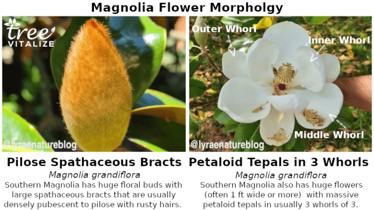 16 Different Types of Magnolia Trees & Identifying Features