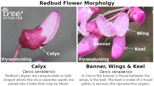 18 Different Types of Redbud Trees & Identifying Features