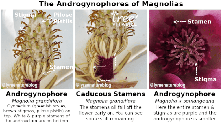 16 Different Types of Magnolia Trees & Identifying Features