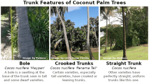 13 Different Types of Coconut Trees & Identifying Features
