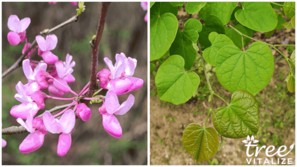 18 Different Types of Redbud Trees & Identifying Features