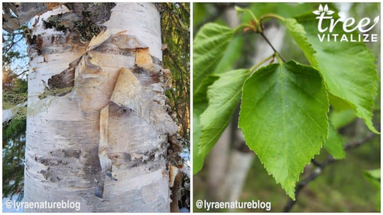 17 Different Types of Birch Trees & Identifying Features