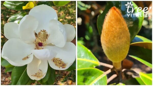 16 Different Types of Magnolia Trees & Identifying Features