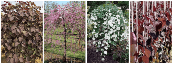 18 Different Types of Redbud Trees & Identifying Features