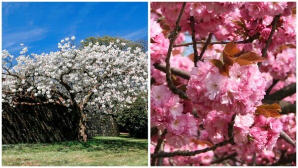 16 Different Types of Cherry Trees & Their Identifying Features