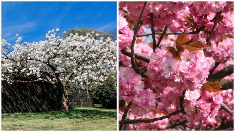 16 Different Types of Cherry Trees & Their Identifying Features