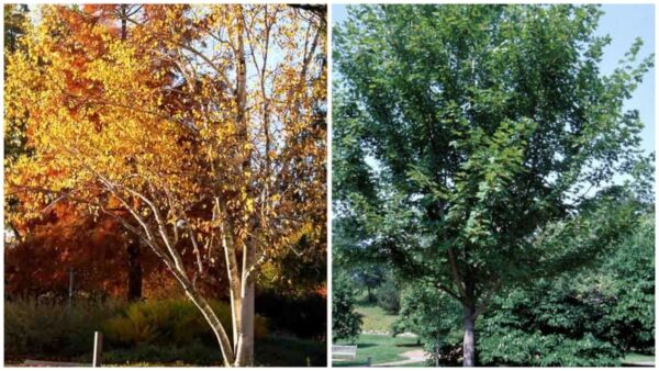 17 Different Types of Birch Trees & Identifying Features