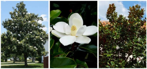 16 Different Types of Magnolia Trees & Identifying Features