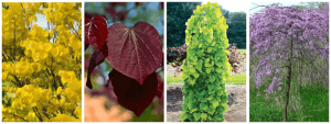 18 Different Types of Redbud Trees & Identifying Features