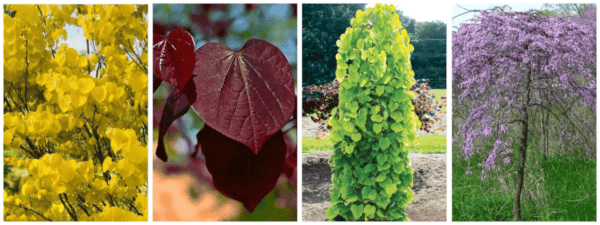 18 Different Types of Redbud Trees & Identifying Features