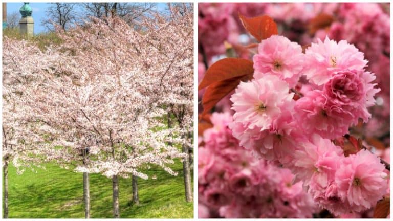 16 Different Types of Cherry Trees & Their Identifying Features