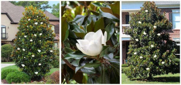 16 Different Types of Magnolia Trees & Identifying Features