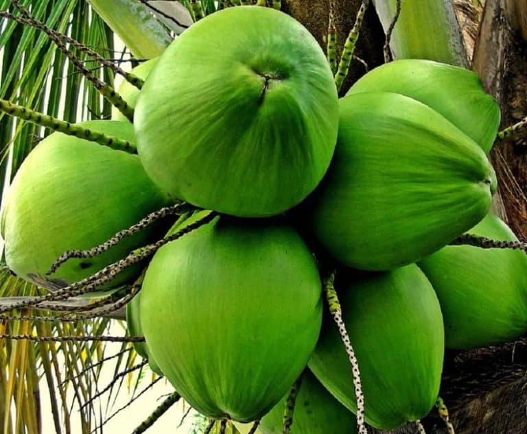 13 Different Types of Coconut Trees & Identifying Features