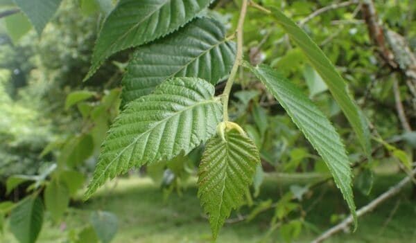 17 Different Types of Birch Trees & Identifying Features