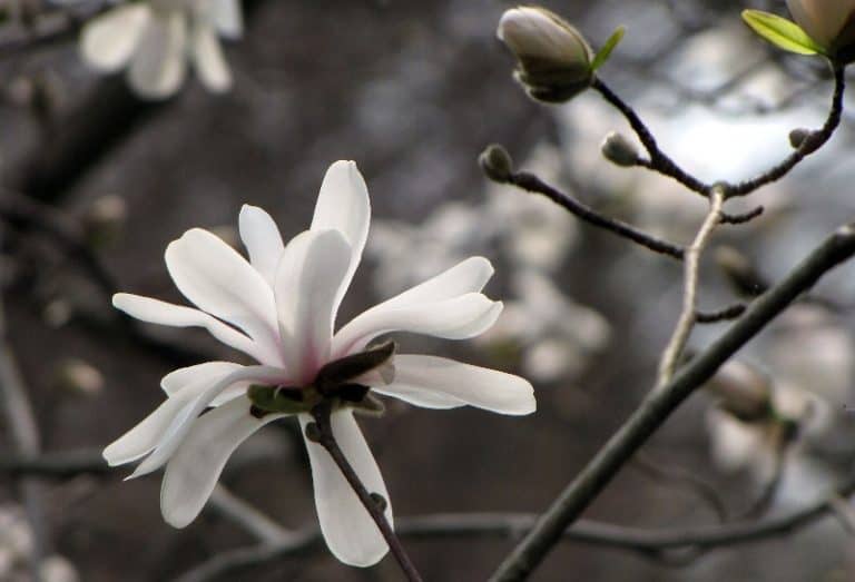 16 Different Types of Magnolia Trees & Identifying Features