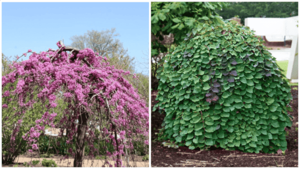18 Different Types of Redbud Trees & Identifying Features