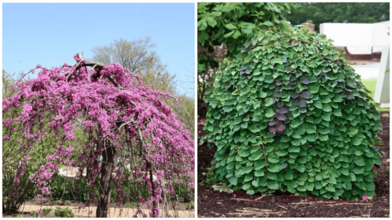 18 Different Types of Redbud Trees & Identifying Features