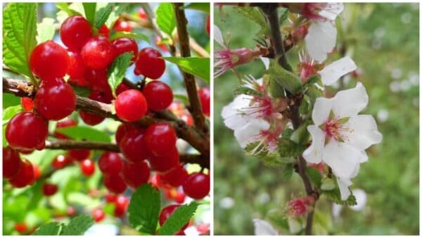 16 Different Types of Cherry Trees & Their Identifying Features