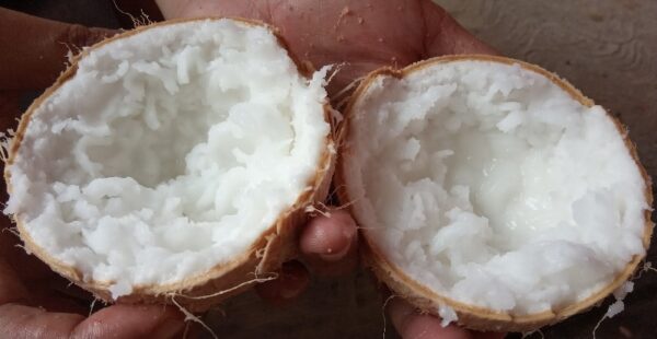 13 Different Types of Coconut Trees & Identifying Features