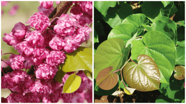 18 Different Types of Redbud Trees & Identifying Features