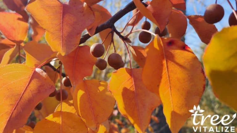 16 Different Types of Cherry Trees & Their Identifying Features