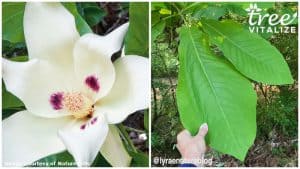 16 Different Types of Magnolia Trees & Identifying Features