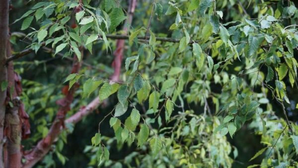 17 Different Types of Birch Trees & Identifying Features