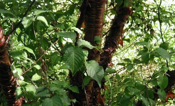 16 Different Types of Cherry Trees & Their Identifying Features