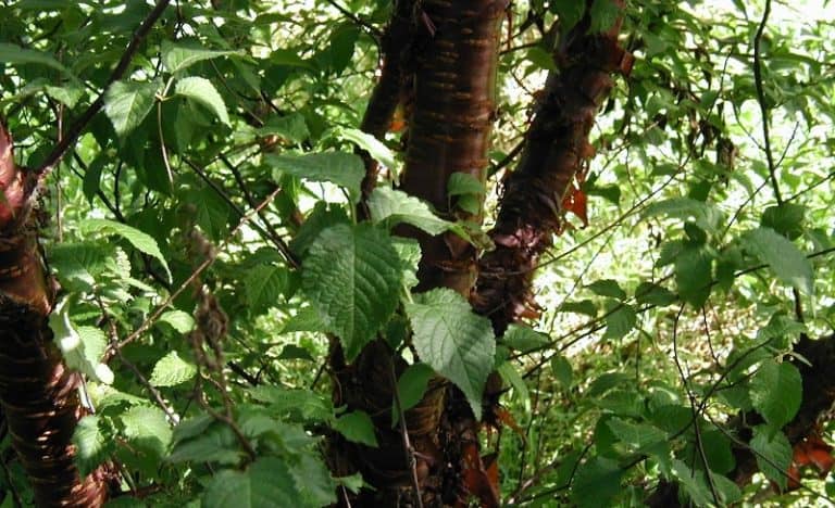 16 Different Types of Cherry Trees & Their Identifying Features