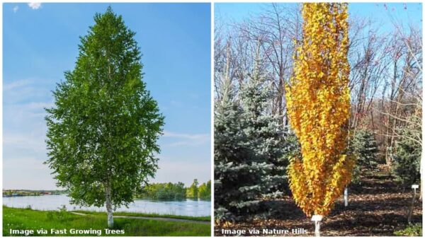 17 Different Types of Birch Trees & Identifying Features