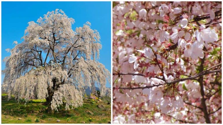 16 Different Types of Cherry Trees & Their Identifying Features