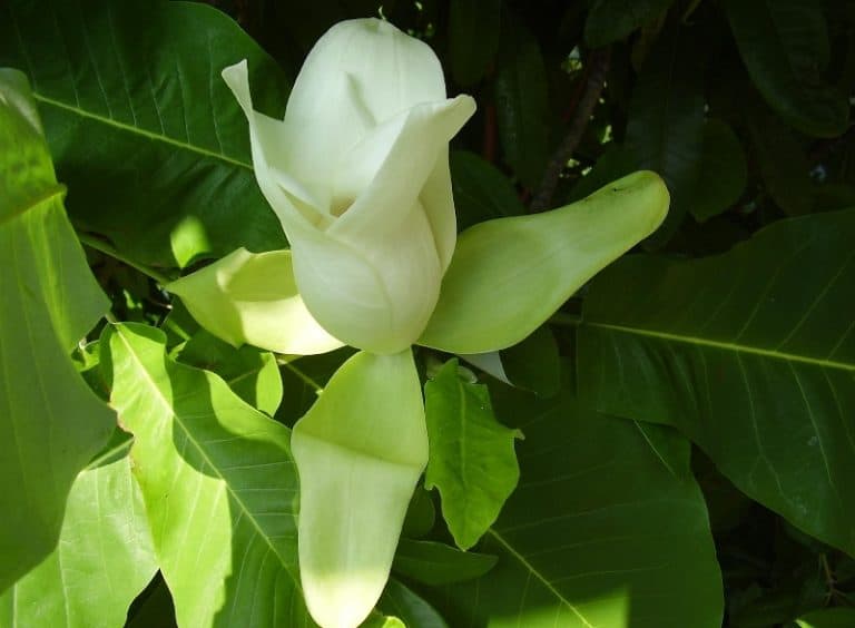 16 Different Types of Magnolia Trees & Identifying Features
