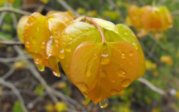 18 Different Types of Redbud Trees & Identifying Features