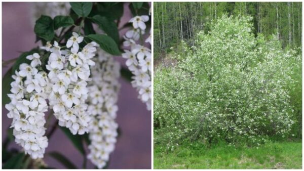 16 Different Types of Cherry Trees & Their Identifying Features