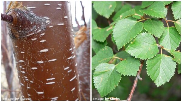 17 Different Types of Birch Trees & Identifying Features