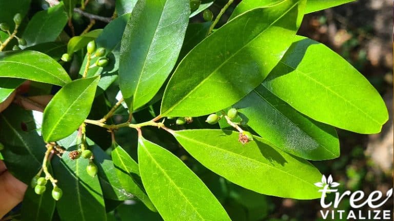 16 Different Types of Cherry Trees & Their Identifying Features